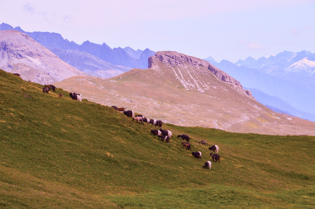 Life In Alps - My story as an expat living in the Swiss Alps